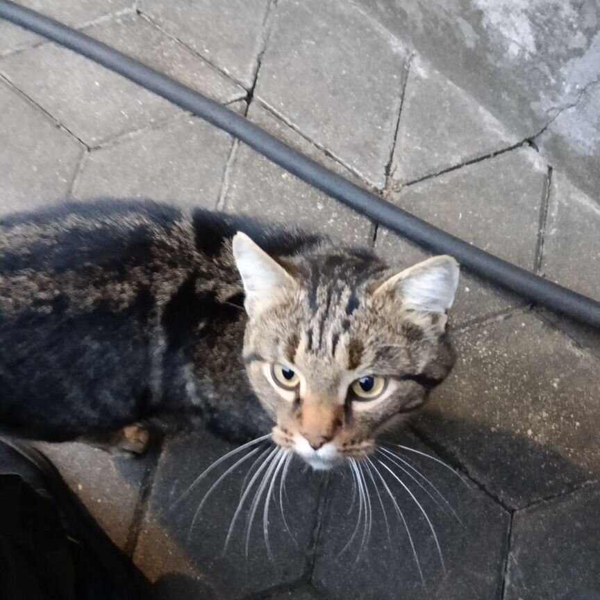 Кота в добрые руки