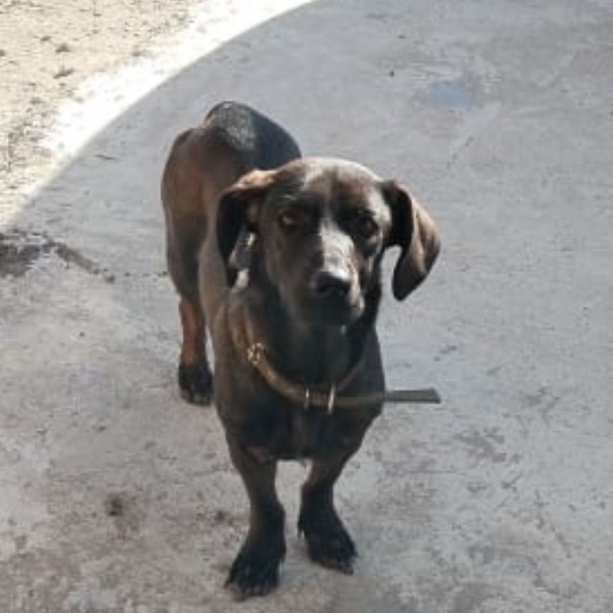 Такса черная нашли