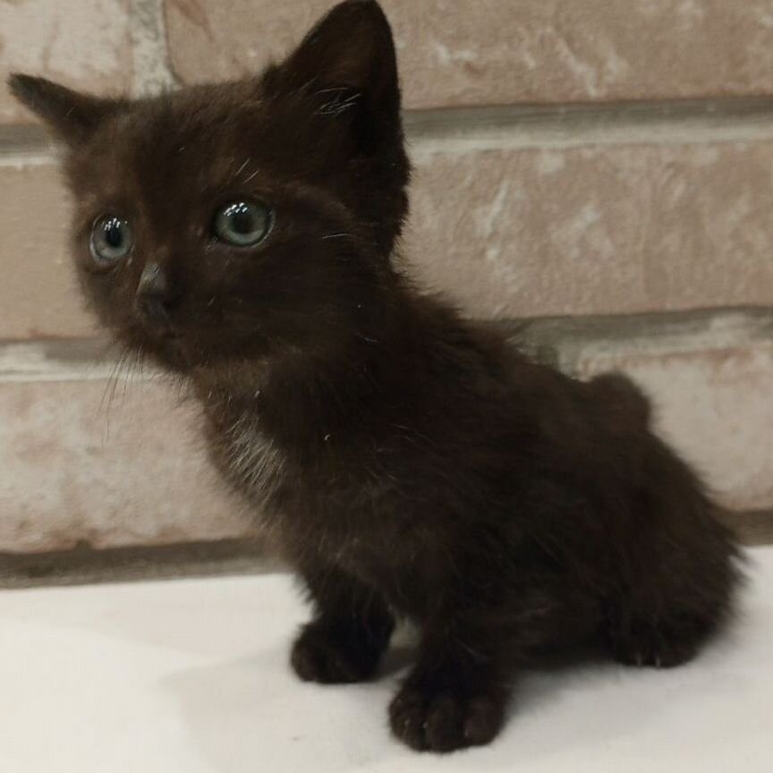 Милая кошечка ждёт своего хозяина