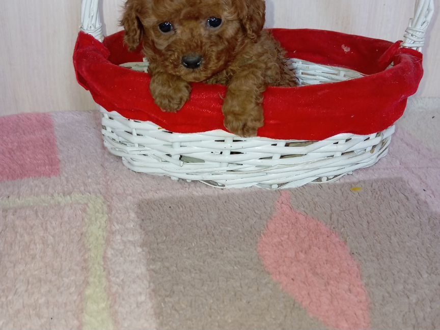 Мини мальтипу