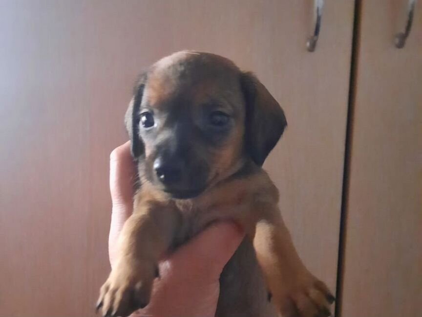 Собаки бесплатно такса