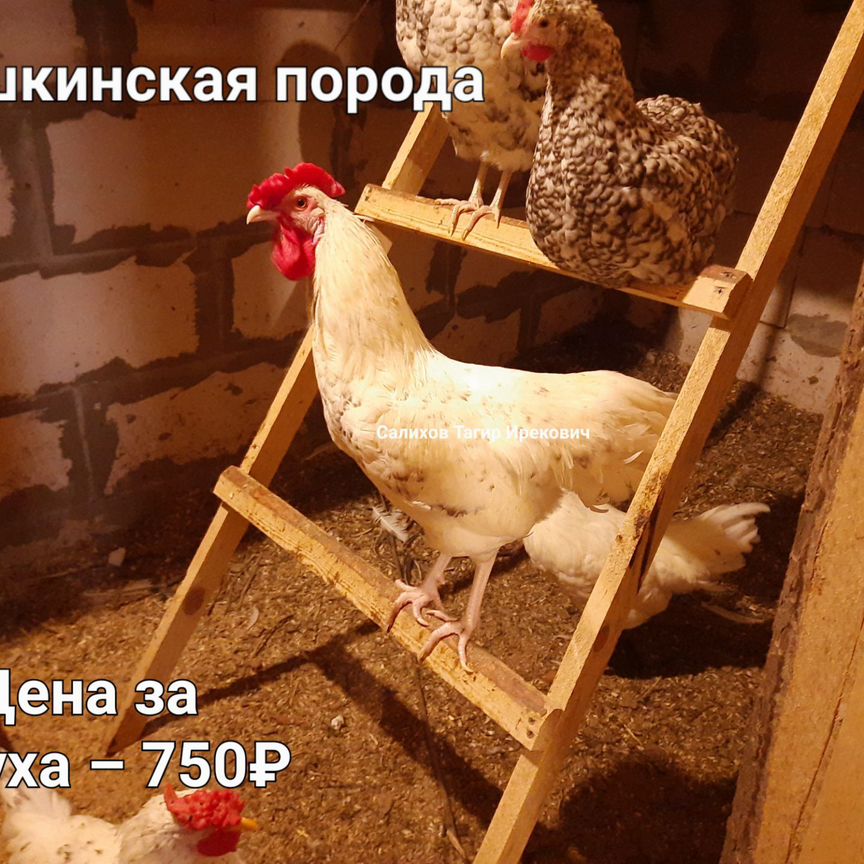 Петухи: легбар, плимутрок, билифельдер, пушкинская