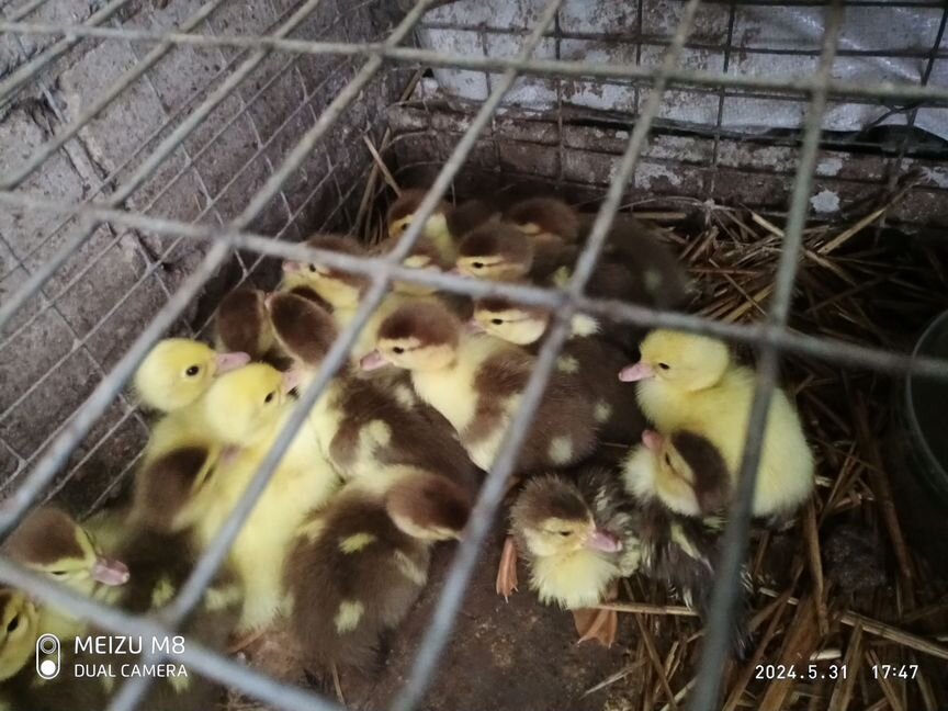 Утята мускусные