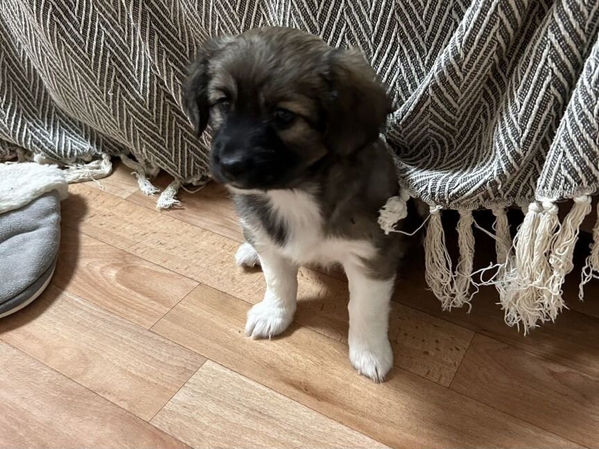 Собака в добрые руки отдам бесплатно