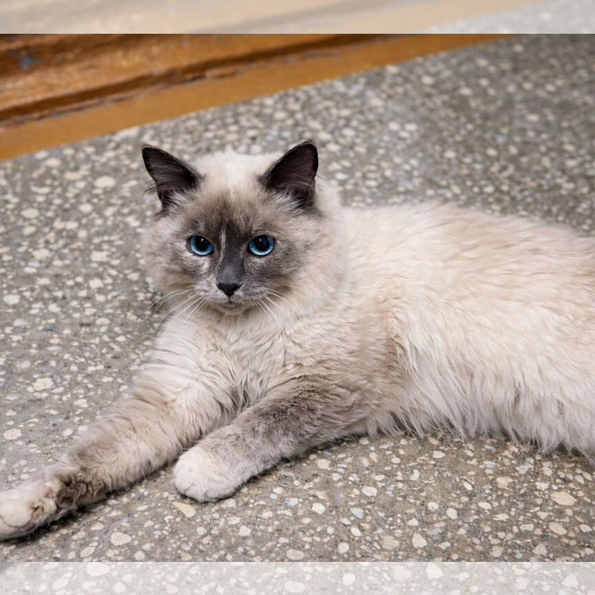 Балинезийская, взрослая кошка