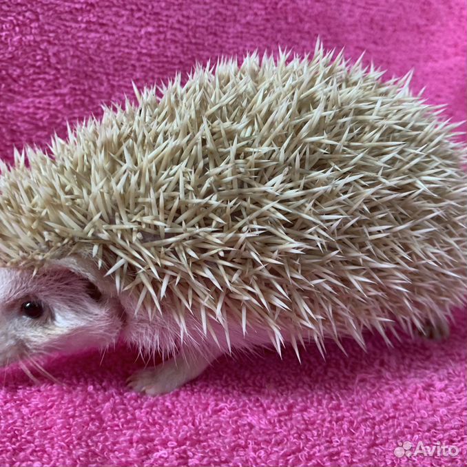 Ёжик Карликовый Африканский, мальчик