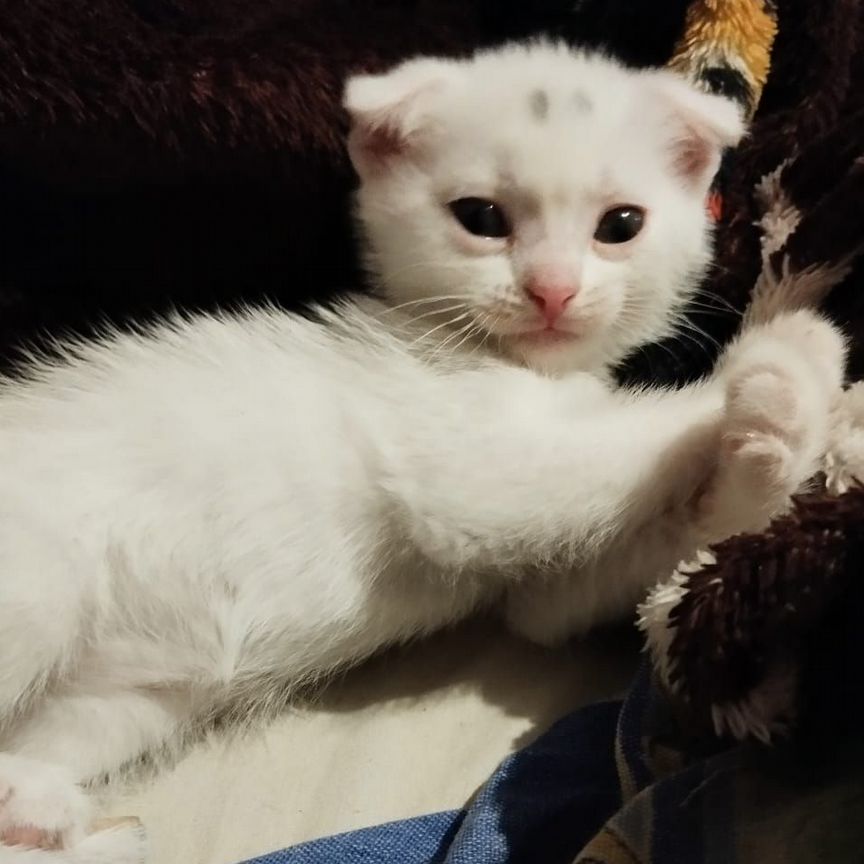 Вислоухие котята