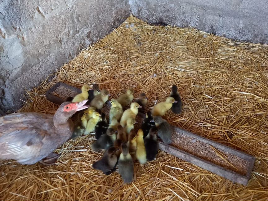 Продажа мускусных уток