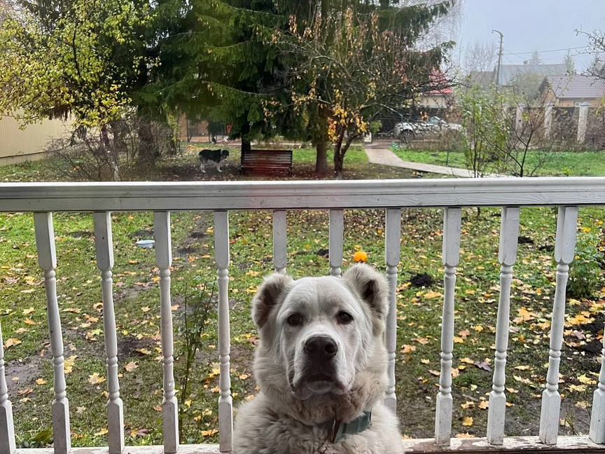 Алабай, Плюша, 1 года