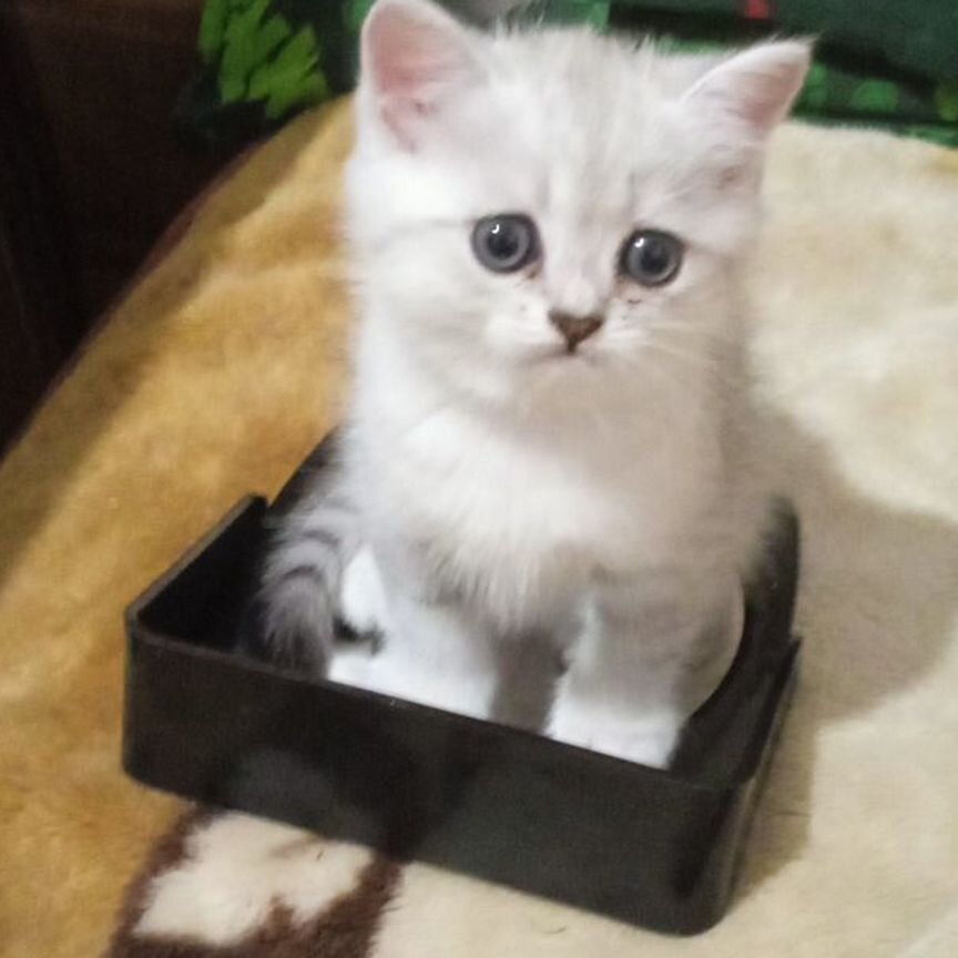 Британский котик.Ласковый милый