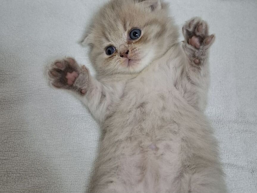 Шотландский вислоухий котенок