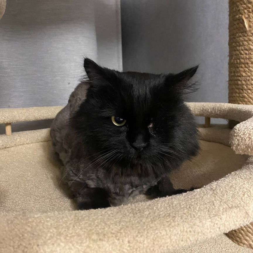 Котик в поисках хозяйской любви