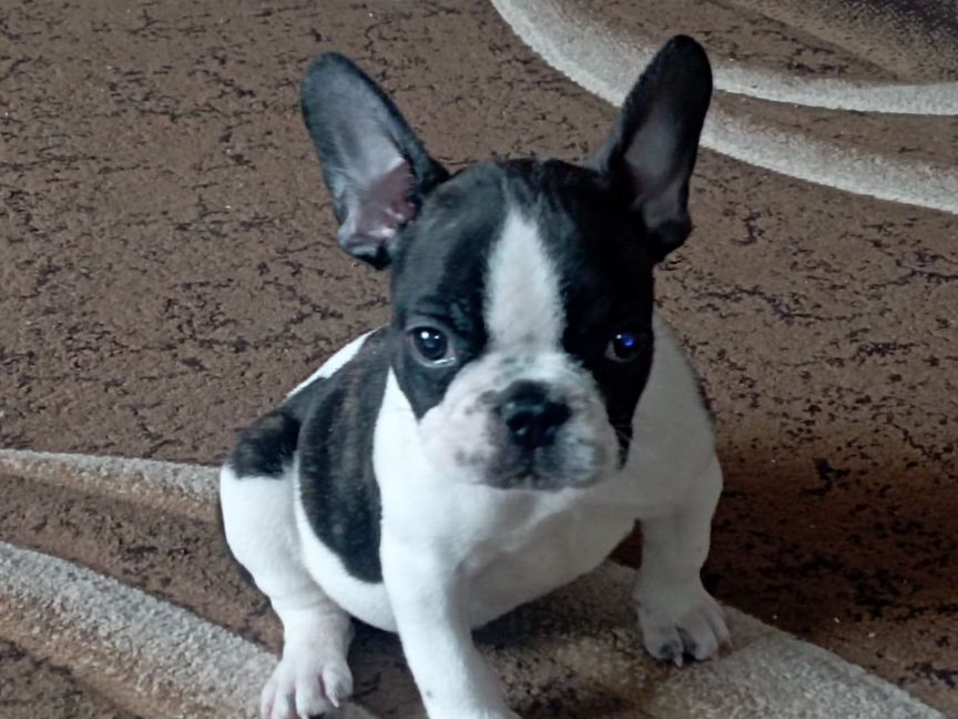 Французский бульдог