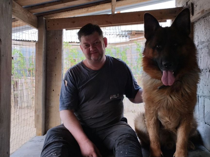 Немецкая овчарка вязка