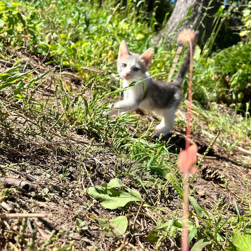 Котенок даром