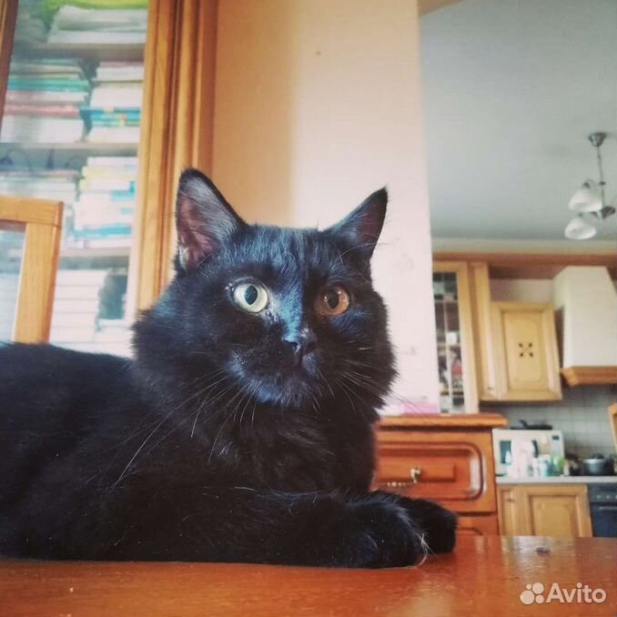 Добрый бархатный котик ищет хозяина