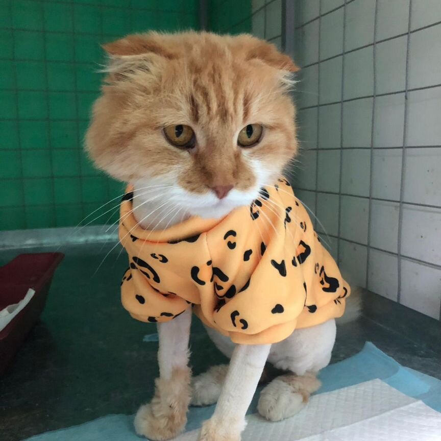 Кот в добрые руки