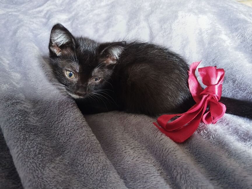 Кошка
