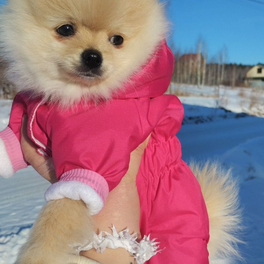 Щенок шпица девочка
