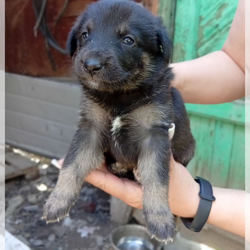 Щенок в добрые руки