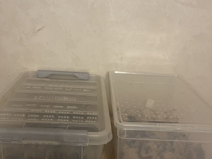 Кормовые тараканы