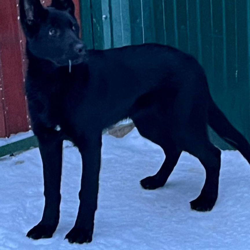 Восточноевропейская овчарка, щенок