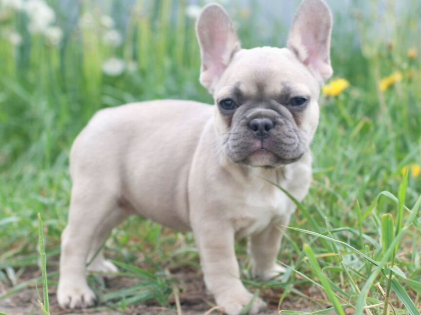 Французский бульдог blue fawn девочка
