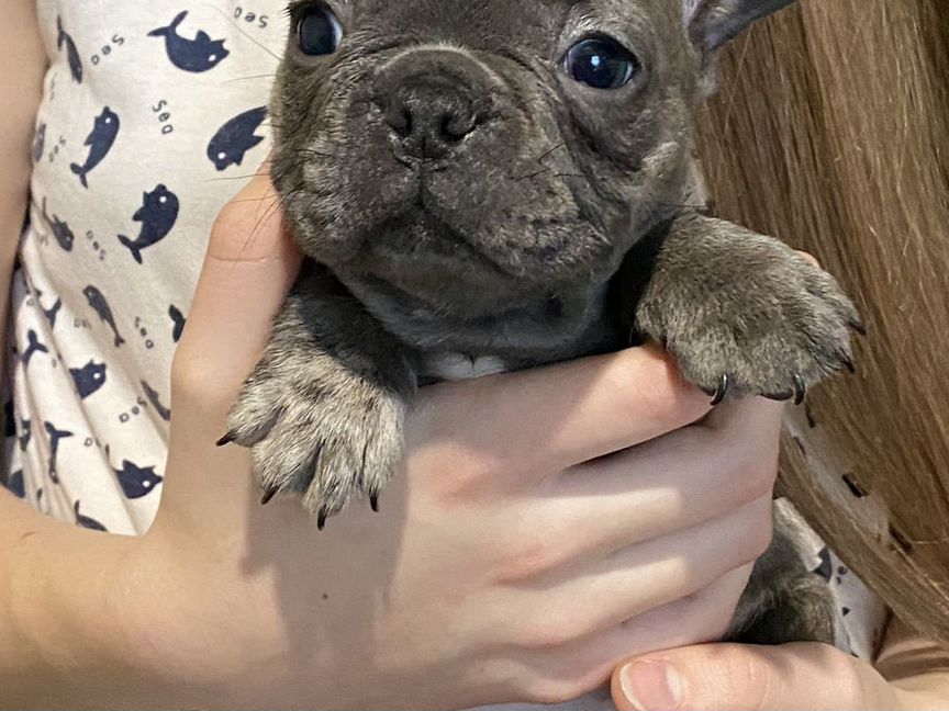 Мелкий стандарт бульдожата