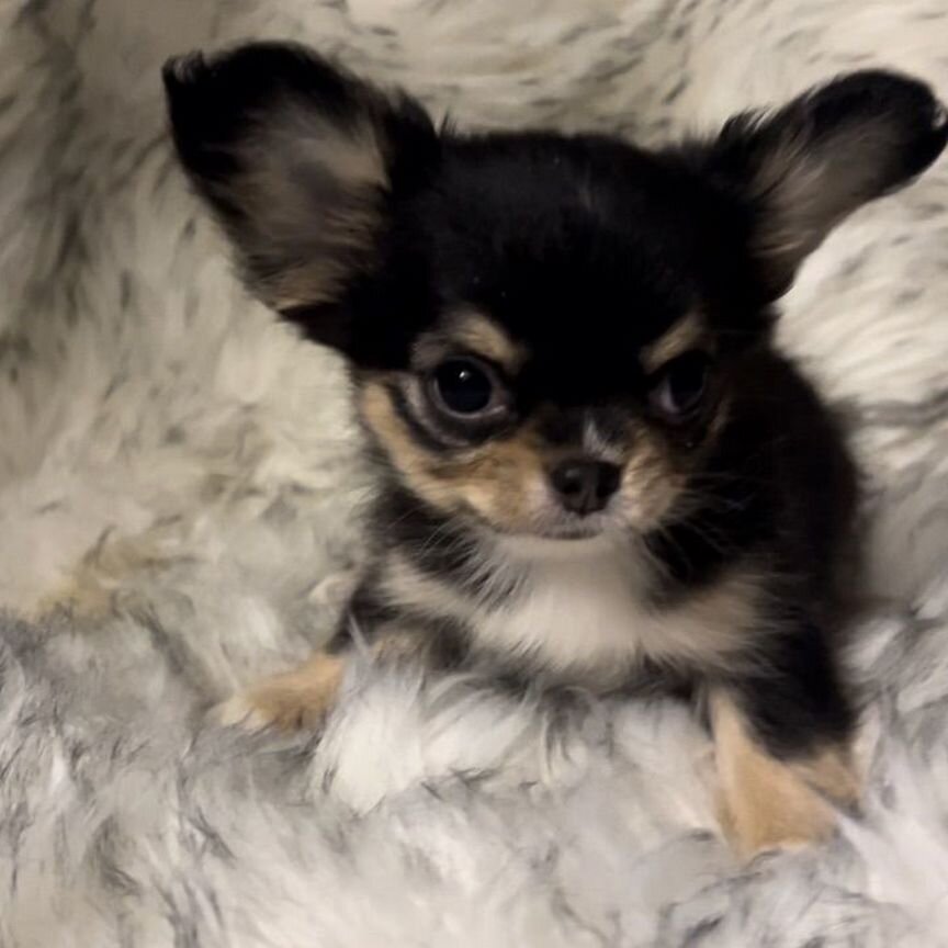 Девочка Чихуахуа руф 2 мес