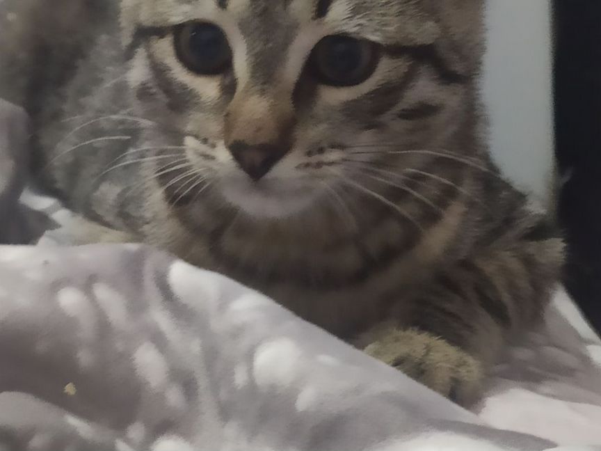 Кошка