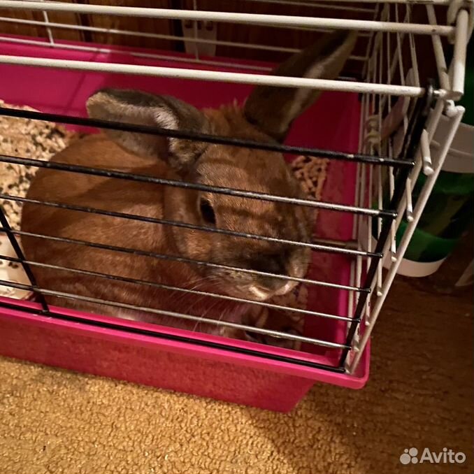 Декоративные кролики