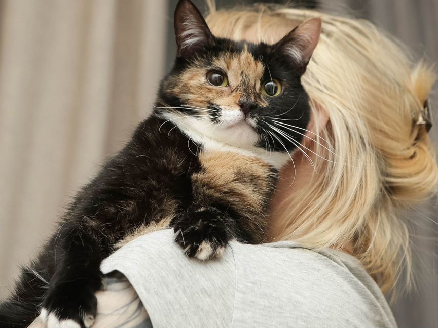 Кошка Маша
