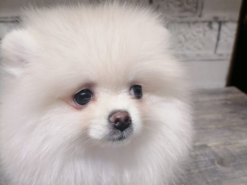 Померанский шпиц мини девочка