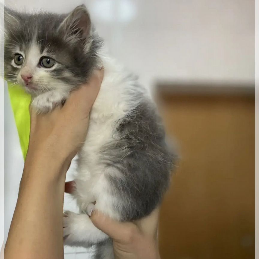 Котёнок в добрые руки