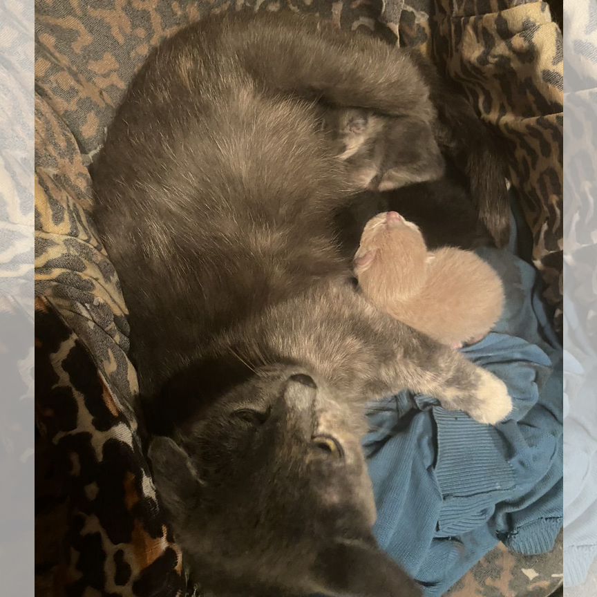 Котят в добрые руки