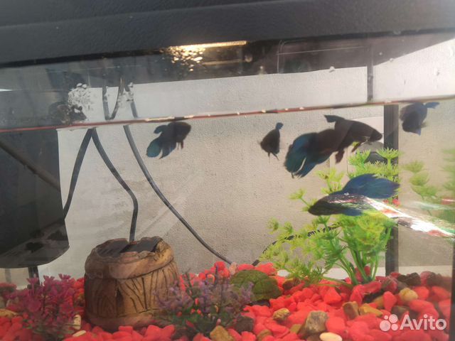 Рыбка петушок