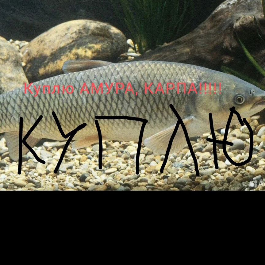 Живая рыба для пруда