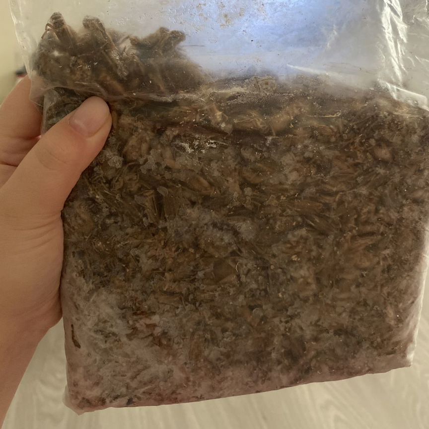 Замороженные сверчки