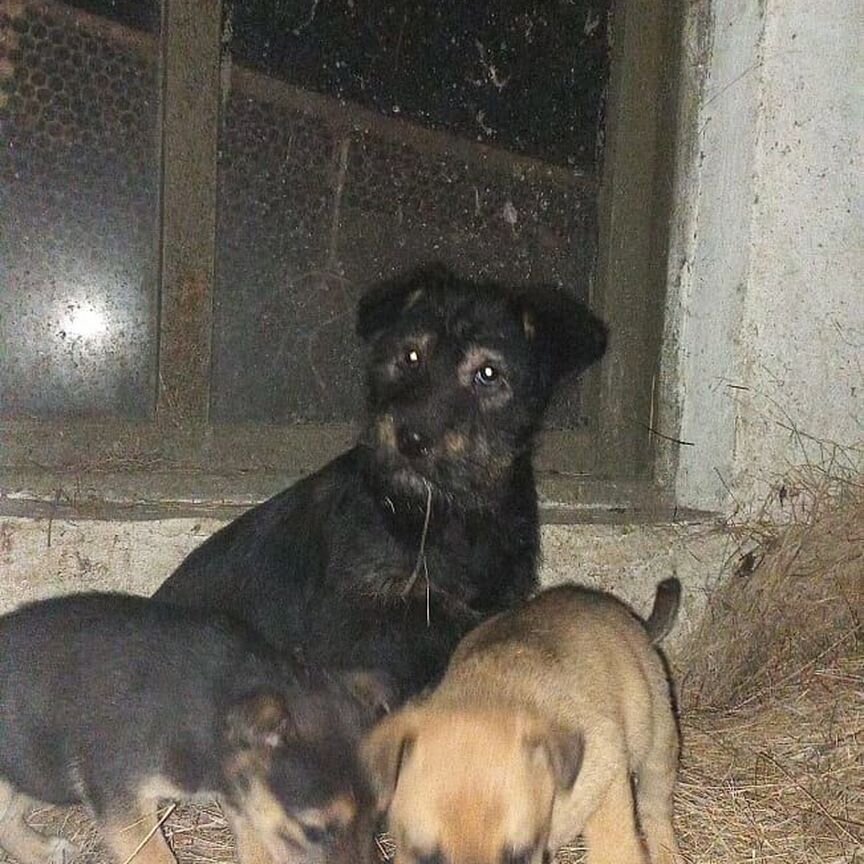Щенки