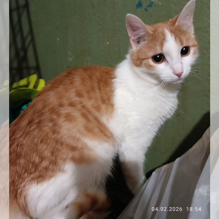 Котёнок в добрые руки