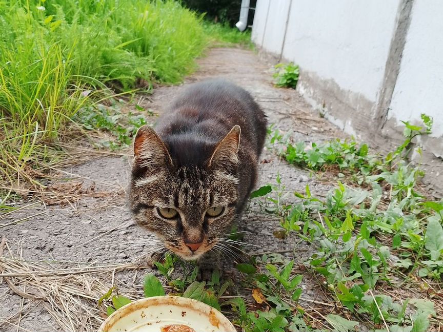 Кошка Тигруля в добрые руки