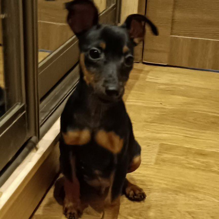 Щенки цвергпинчера