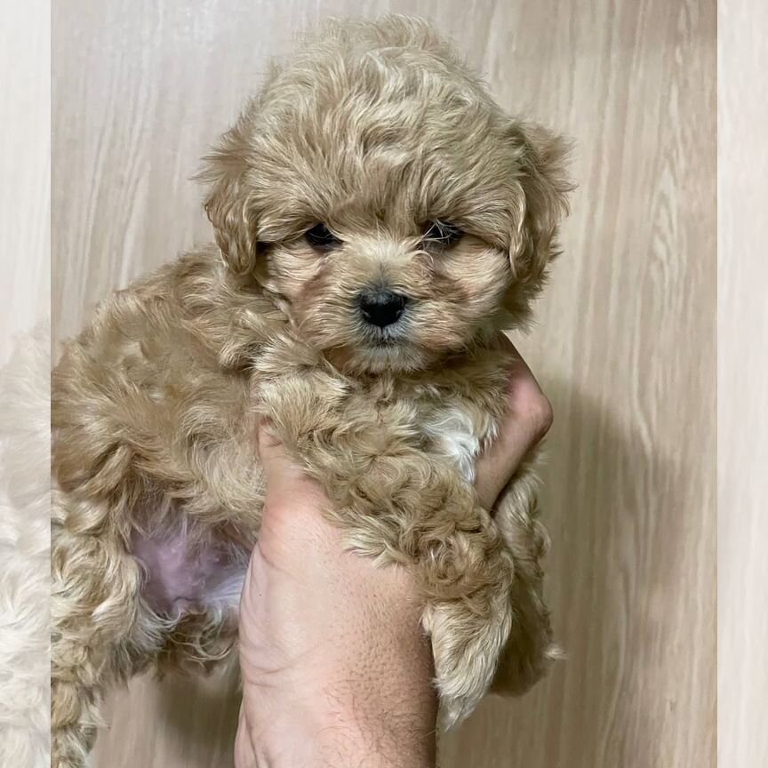 Мальтипу миниpuppi f1