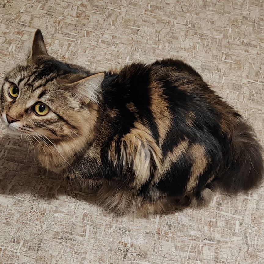 Курильский бобтейл длинношёрстный котёнок