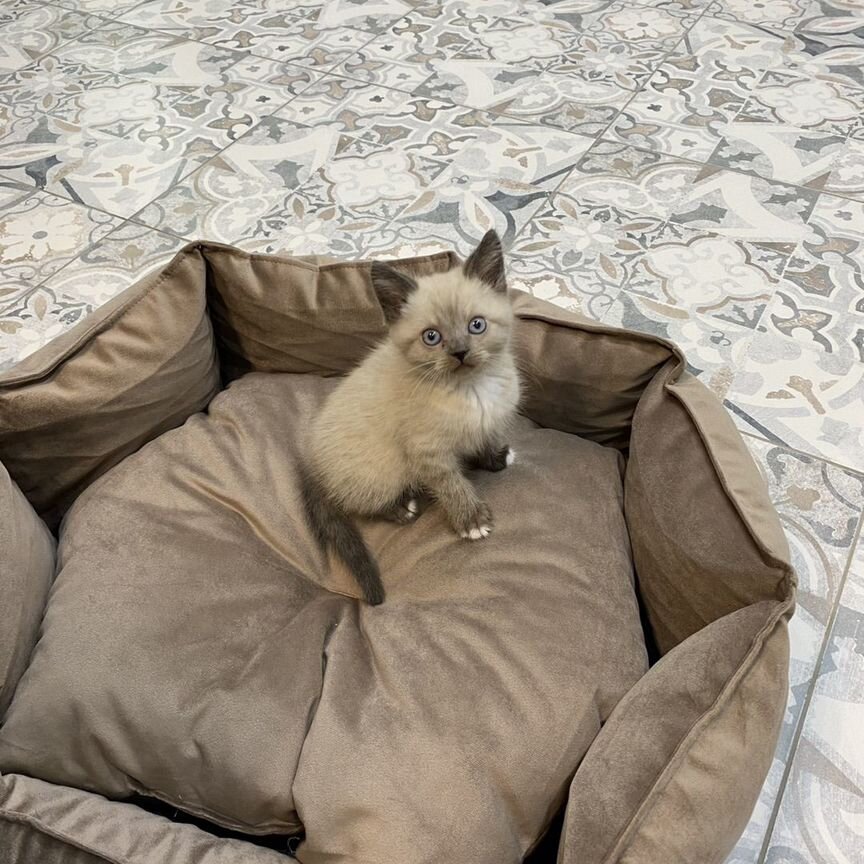 Котёнок в добрые руки