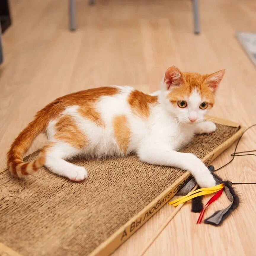 Котенок мальчик ищет дом