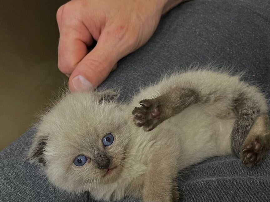 Котёнок шотландский вислоухий