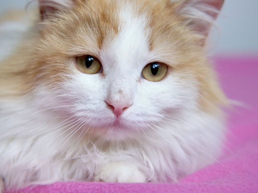 Бело-рыжий Кот Твикс