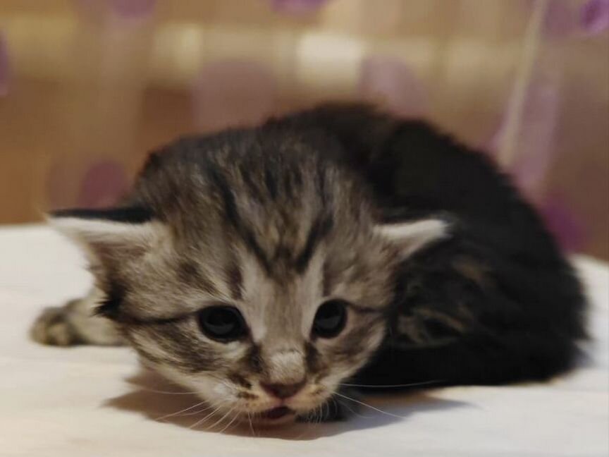 Котята в добрые руки,порода бобтейл