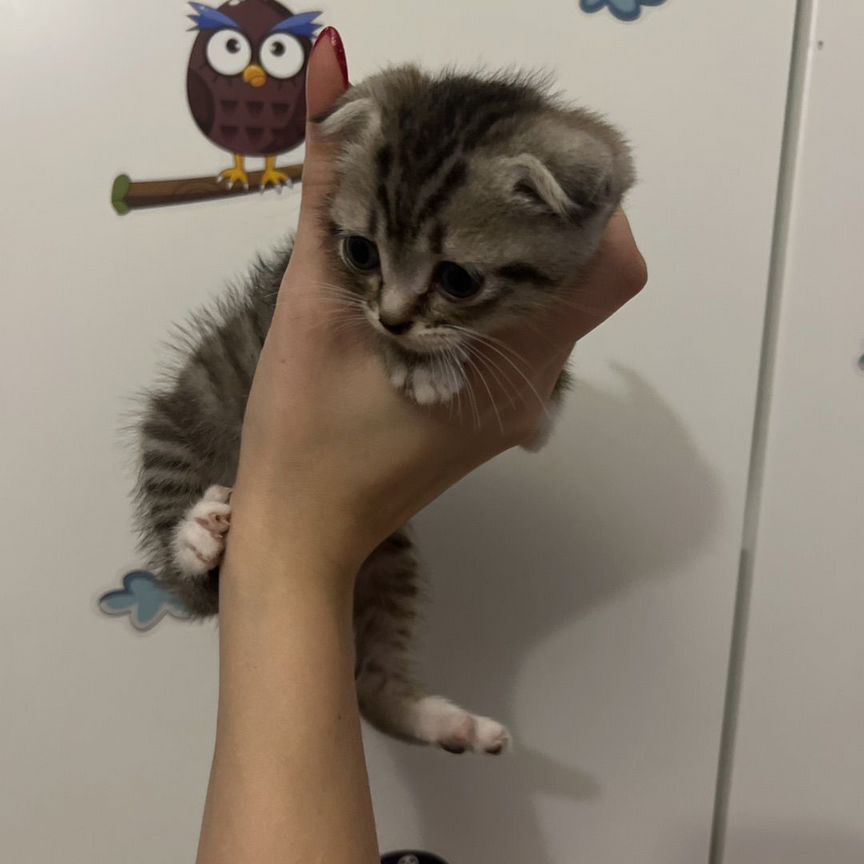 Шотландский вислоухий длинношёрстный котёнок
